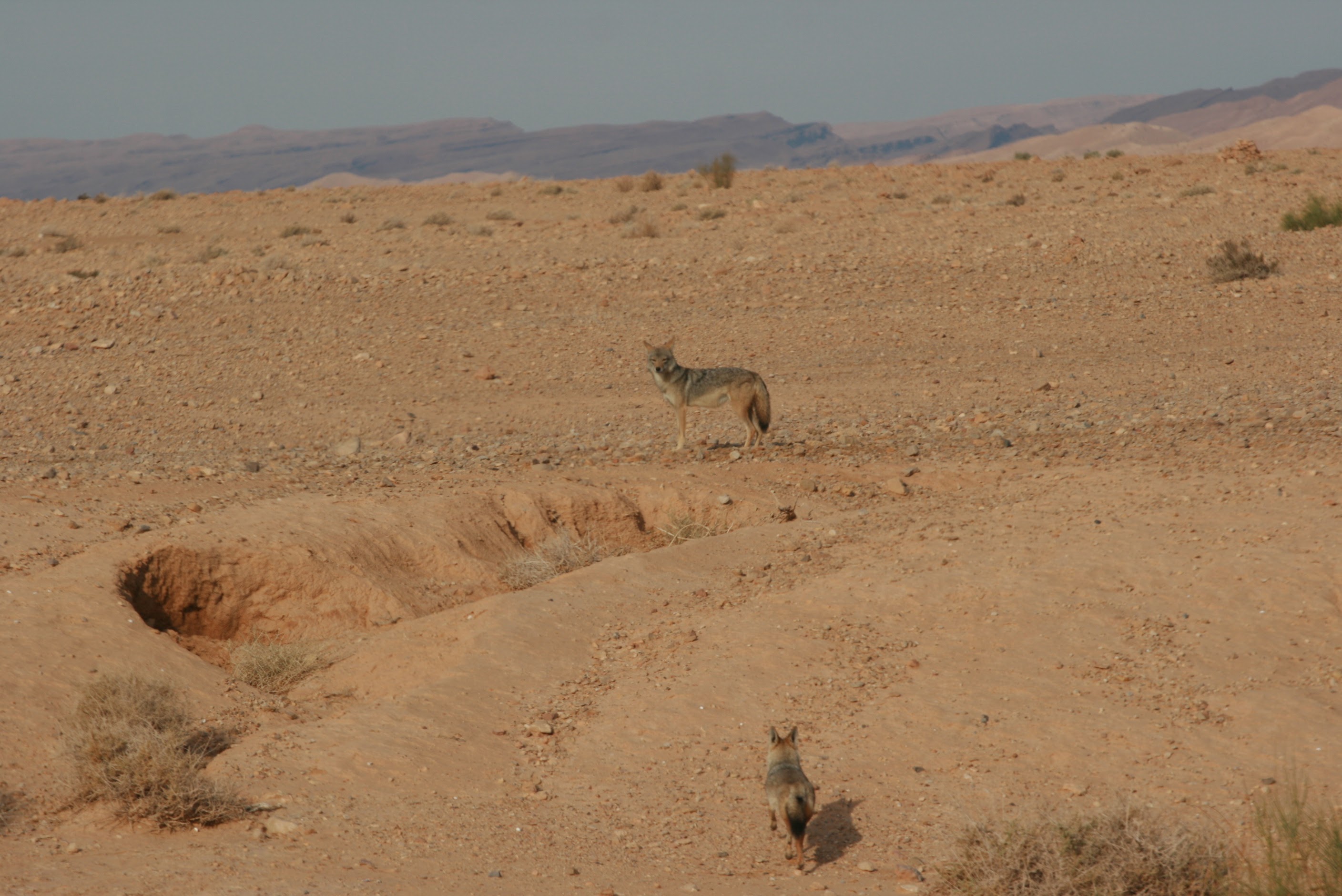 La biodiversité et la crise de la COVID-19, qu’en est-il pour la ...