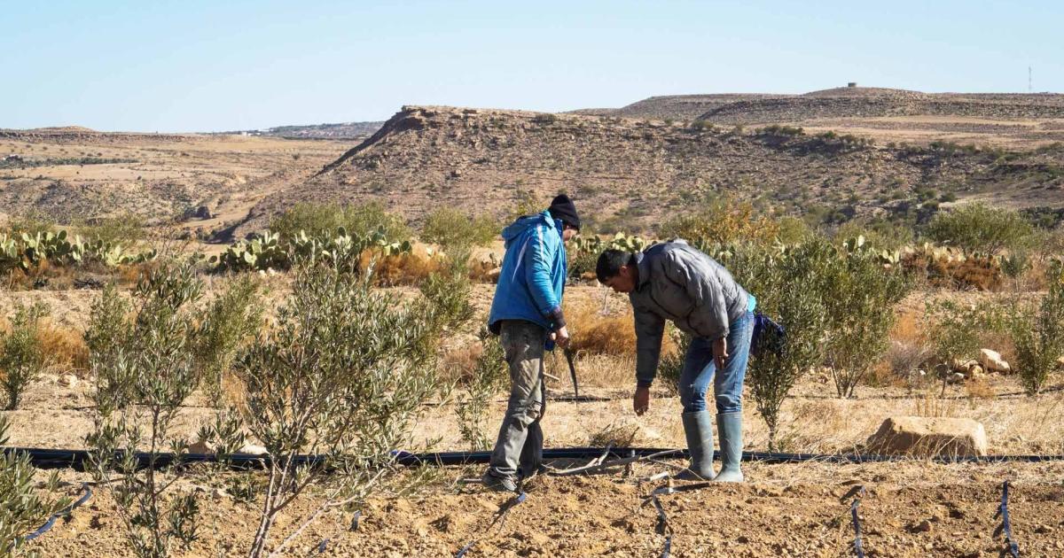 In Makthar, Kid'Chen project is aiming to ensure the food self ...